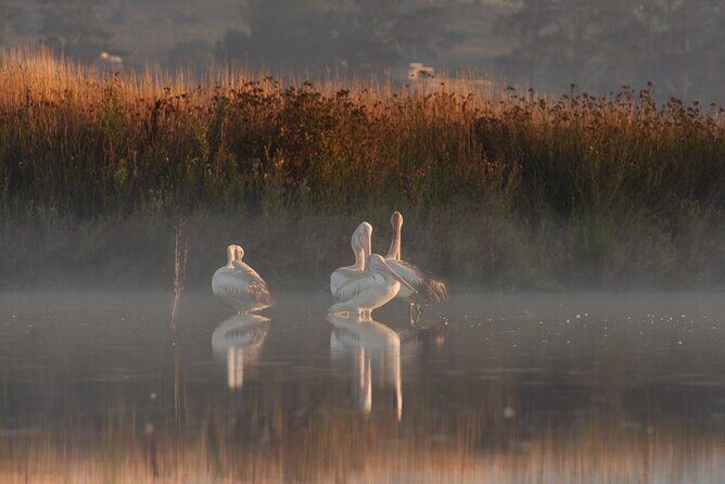 Bird watching and photography around Bathurst, Australia - Why This Tour Stands Out