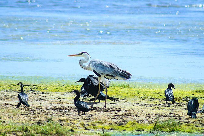 Bird watching and Wildlife Tour (6 Days) - Final Thoughts