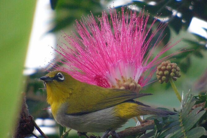 Bird Watching at Kodachadri - Why You Should Consider This Tour