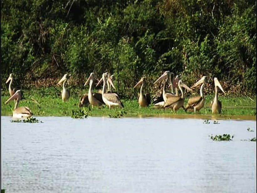 Bird Watching at Tonle Sap Forest and Lotus Farm Siem Reap - Key Points