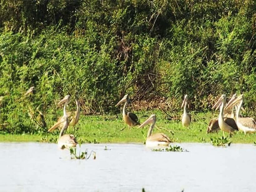 Bird Watching at Tonle Sap Forest and Lotus Farm Siem Reap - Who Will Enjoy This Tour?