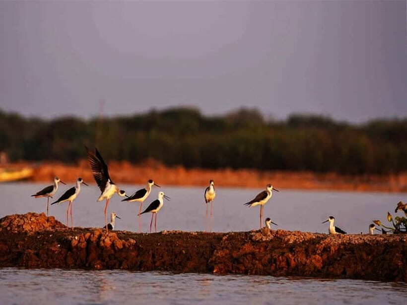 Bird Watching at Tonle Sap Forest and Lotus Farm Siem Reap - Final Thoughts: Is It Worth It?