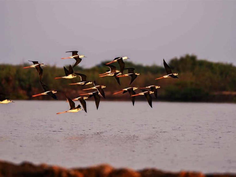 Bird Watching at Tonle Sap Forest and Lotus Farm Siem Reap - Frequently Asked Questions