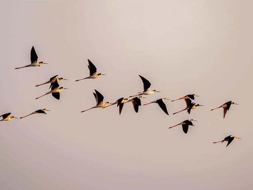 Bird Watching at Tonle Sap Forest and Lotus Farm Siem Reap - In The Sum Up