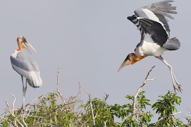 Bird Watching at Tonle Saps Inundated Forest - Key Points