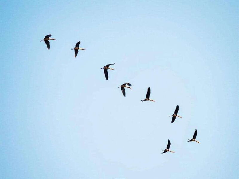 Bird Watching at Tonle Saps Inundated Forest From Siem Reap - Whats Included and Whats Not