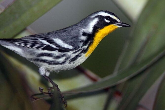 Bird watching ecofriendly tour from Cancun & Riviera Maya - Key Points