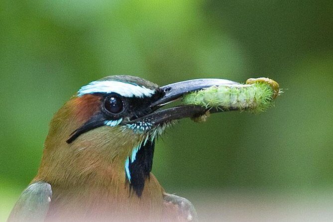 Bird watching ecofriendly tour from Cancun & Riviera Maya - Final Thoughts: Who Will Love This Experience?