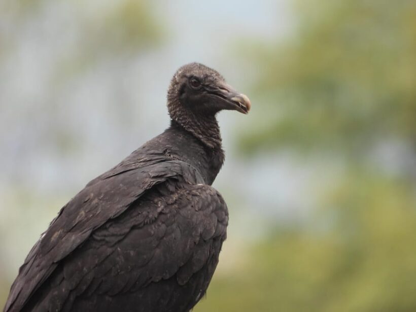 Bird Watching in Acacías Meta - Who Will Enjoy This Tour?