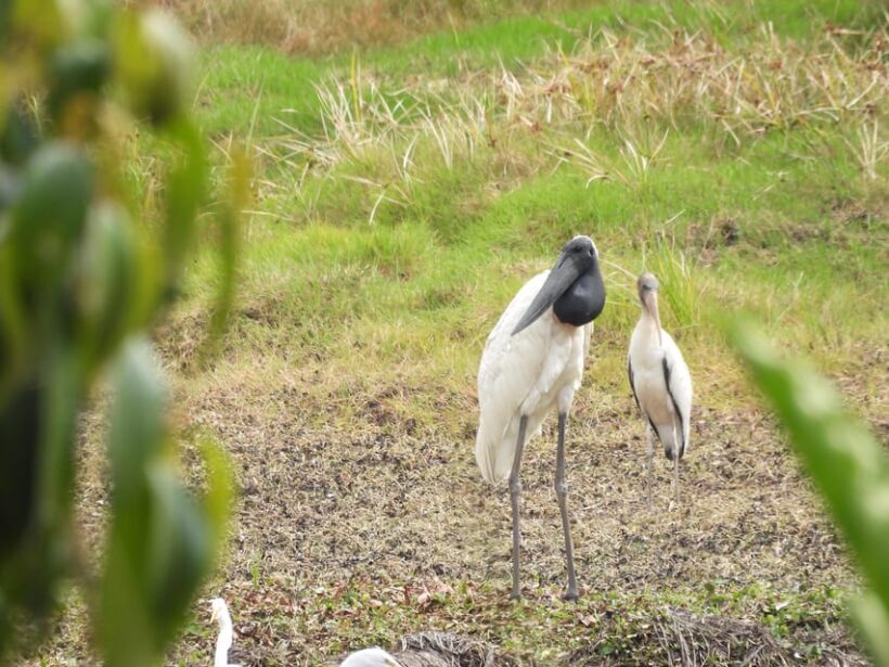 Bird Watching in Acacías Meta - The Sum Up