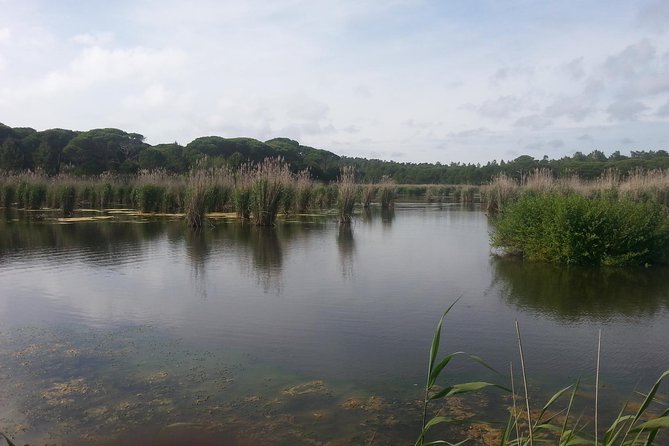 Bird Watching in Albufeira Lagoon - Who Should Consider This Tour?