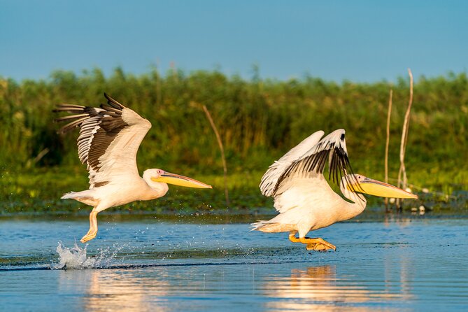 Bird watching in Danube Delta - Private day tour from Bucharest - Introduction
