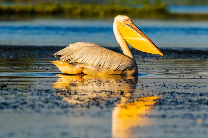 Bird watching in Danube Delta - Private day tour from Bucharest - Exploring the Danube Delta: A Natural Wonder