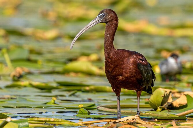 Bird watching in Danube Delta - Private day tour from Bucharest - The Itinerary: A Day of Wildlife and Wonder