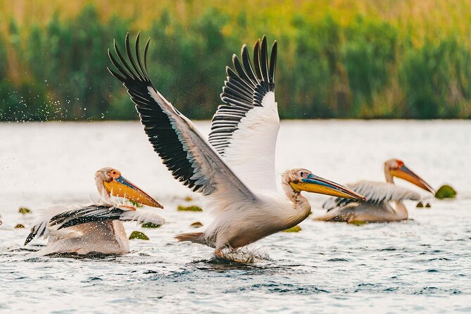 Bird watching in Danube Delta - Private day tour from Bucharest - What’s Included and What’s Not