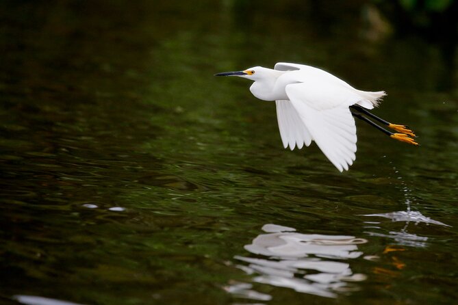 Bird watching in Danube Delta - Private day tour from Bucharest - Who Will Love This Experience?