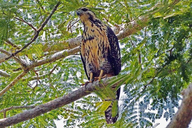 Bird watching in La Mancha - Authentic Reviews and What Travelers Say