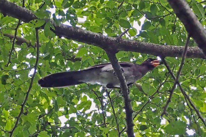 Bird watching in La Mancha - Practical Tips for Travelers