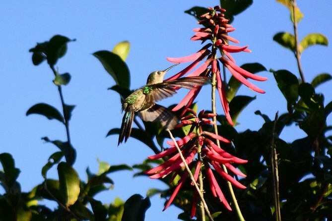 Bird Watching in Sian Ka´an Muyil - Final Stretch: Birding and Relaxation
