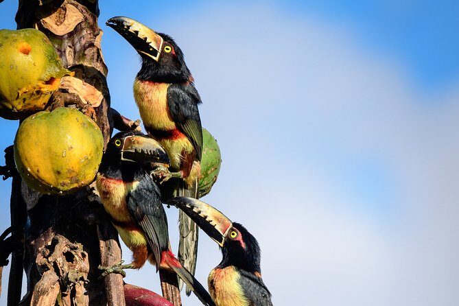 Bird Watching in Sian Ka´an Muyil - Who Will Love This Tour?