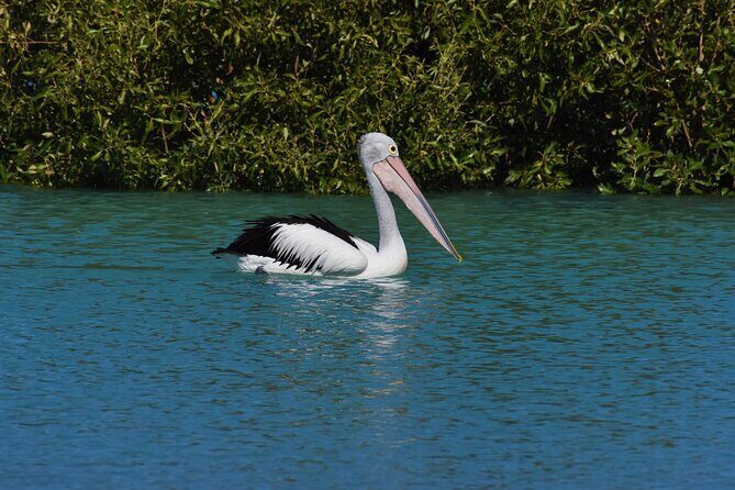Bird Watching Kayak Tour - Why This Tour Is a Good Bet