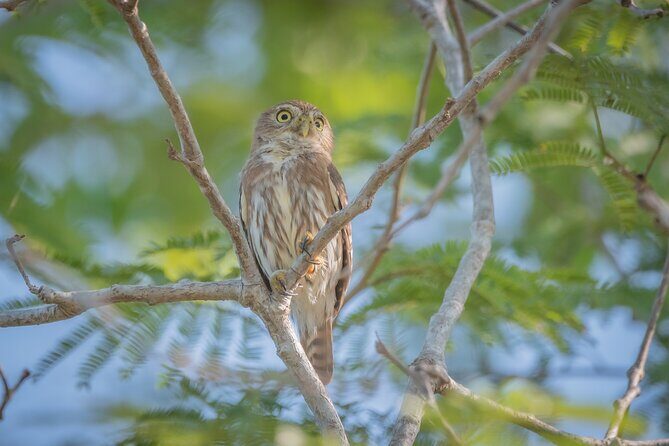 Bird Watching Mazatlán - Birding Tour - Introduction to the Tour