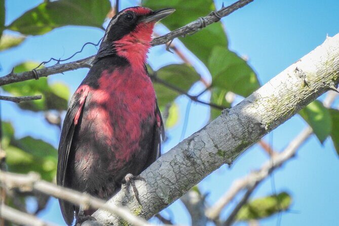 Bird Watching Mazatlán - Birding Tour - What to Expect During the Tour
