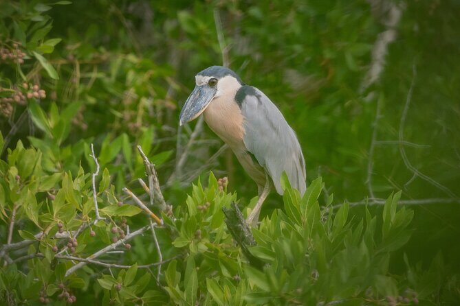 Bird Watching Mazatlán - Birding Tour - Review Highlights and Authentic Perspectives