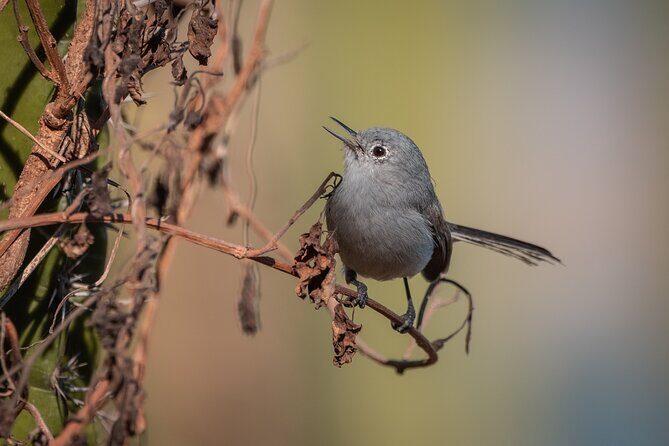 Bird Watching Mazatlán - Birding Tour - The Sum Up: Who Should Consider This Tour?