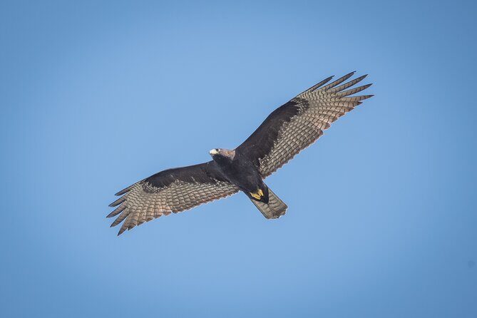 Bird Watching Mazatlán - Birding Tour - FAQ