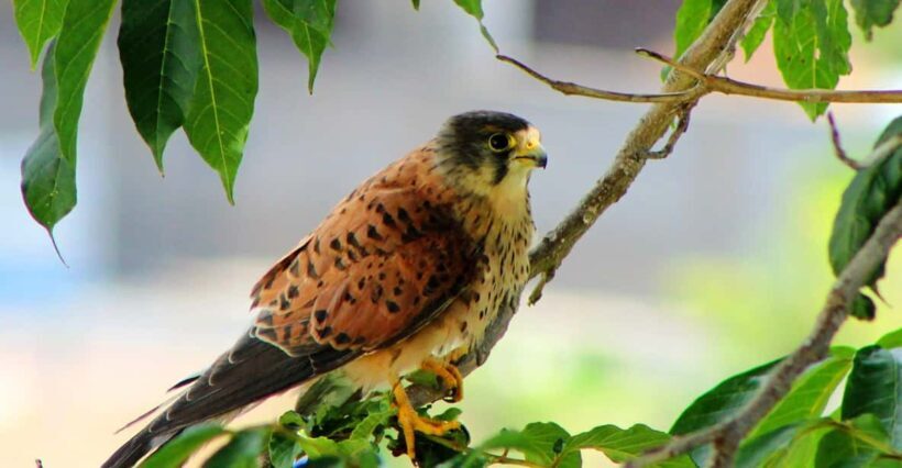 Bird Watching The Raptors - Exploring the Madeira Raptors Tour: An Authentic Bird-Watching Adventure