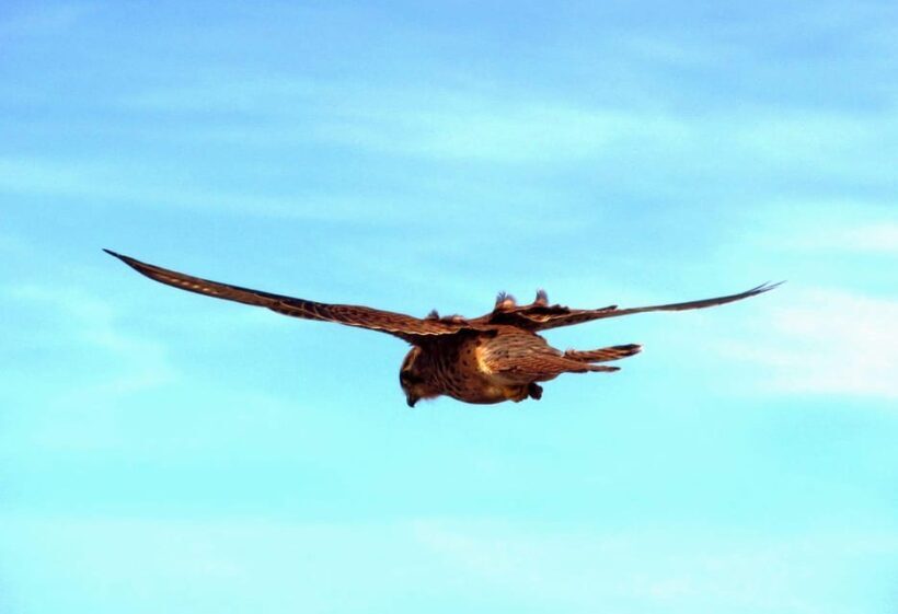 Bird Watching The Raptors - The Sum Up: Who’s This Tour Best For?