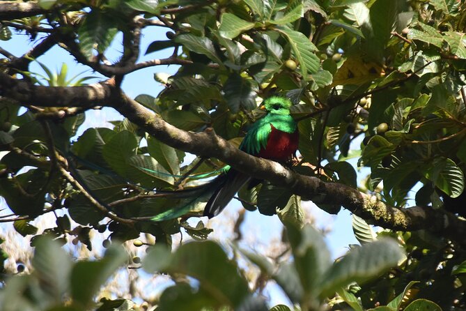 Bird Watching Tour in Monteverde - Key Points
