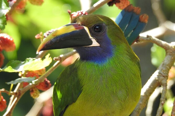 Bird Watching Tour in Monteverde - Wildlife and Bird Species