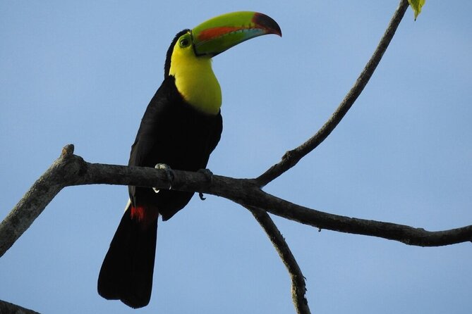 Bird Watching Tour in Monteverde - Participant Experiences