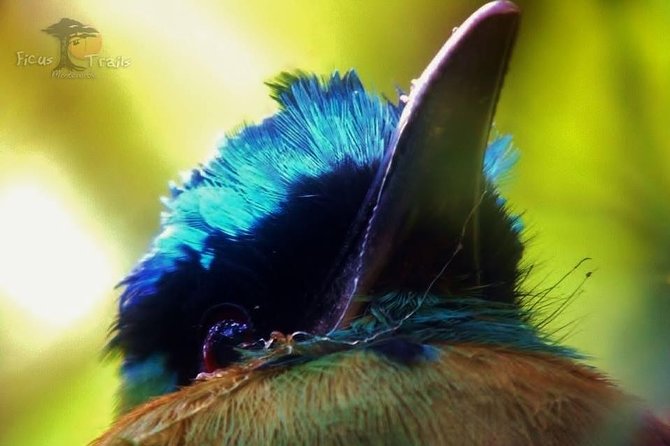 Bird Watching Tour in Monteverde - Communication and Information