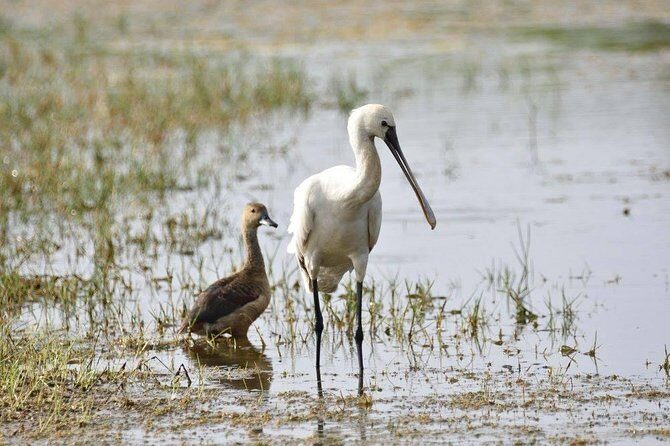 Bird Watching Tour in Muthurajawela Wetland from Colombo Harbour - Key Points