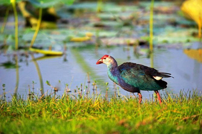 Bird Watching Tour in Muthurajawela Wetland from Colombo Harbour - Practical Details and Tips