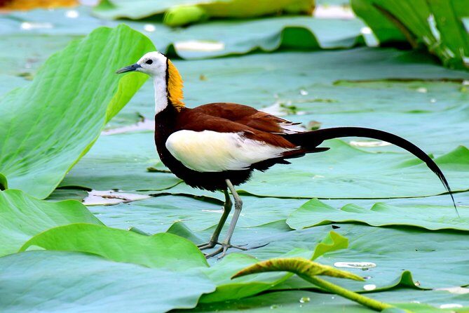 Bird Watching Tour in Muthurajawela Wetland from Colombo Harbour - FAQ