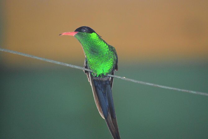 Bird Watching Tour in St Lucia - Introduction