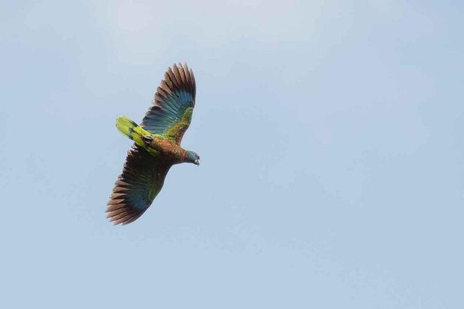 Bird Watching Tour in St Lucia - Key Points