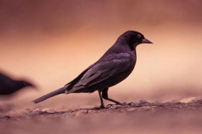 Bird Watching Tour in St Lucia - The Sum Up