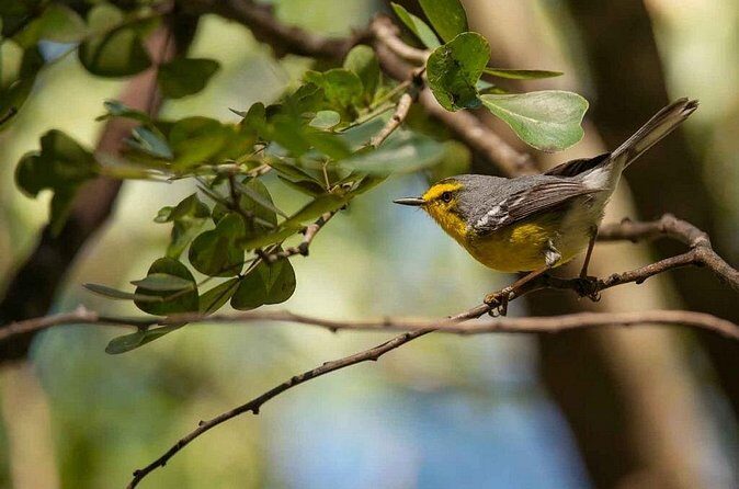 Bird Watching Tour in St Lucia - FAQ