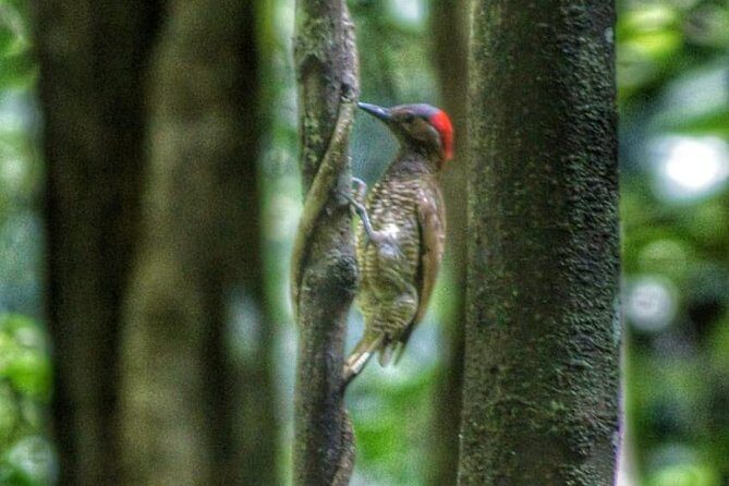 Bird Watching Tours - An In-Depth Look at the Bird Watching Experience in Tobago