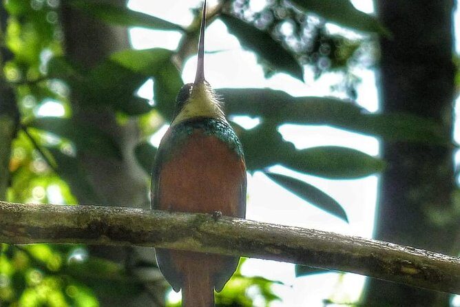 Bird Watching Tours - Final Thoughts