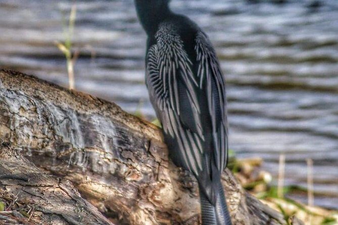 Bird Watching Tours - Who Should Consider This Tour?