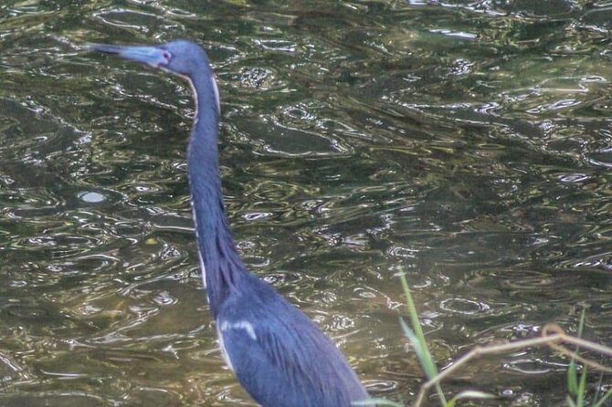 Bird Watching Tours - Frequently Asked Questions (FAQs)