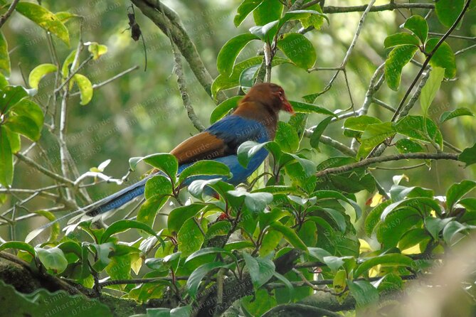 Bird Watching Tours in Sinharaja Rain Forest - The Practicalities: What to Know Before You Go
