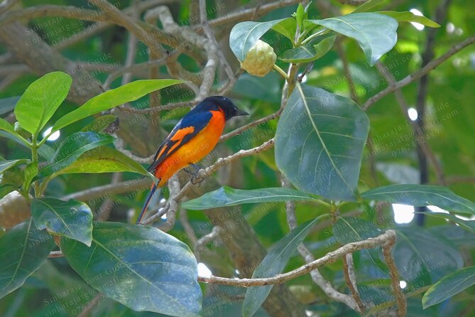Bird Watching Tours in Sinharaja Rain Forest - Final Thoughts: Who Should Consider This Tour?