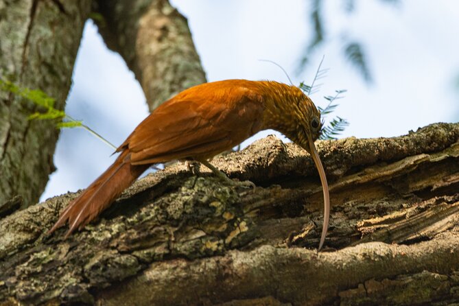 Birding and Nature Chaco Tour - Birdwatching Experience